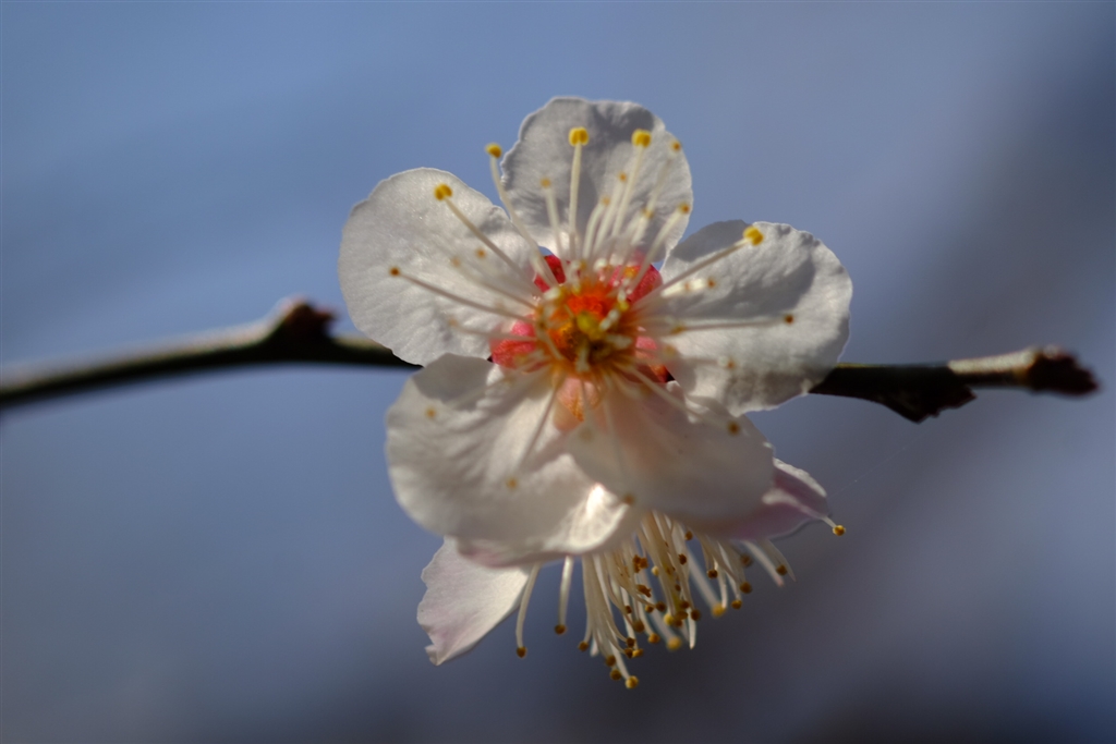 価格.com - 『梅の花』富士フイルム FUJIFILM X-T1 ボディ BAKA-TONOさんのレビュー・評価投稿画像・写真「MF専用機 ...