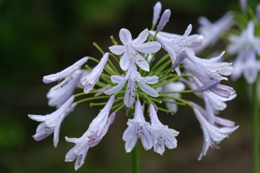 価格.com - 『TAMRON17-70mmf2.8』TAMRON 17-70mm F/2.8 Di III-A VC RXD (Model ...