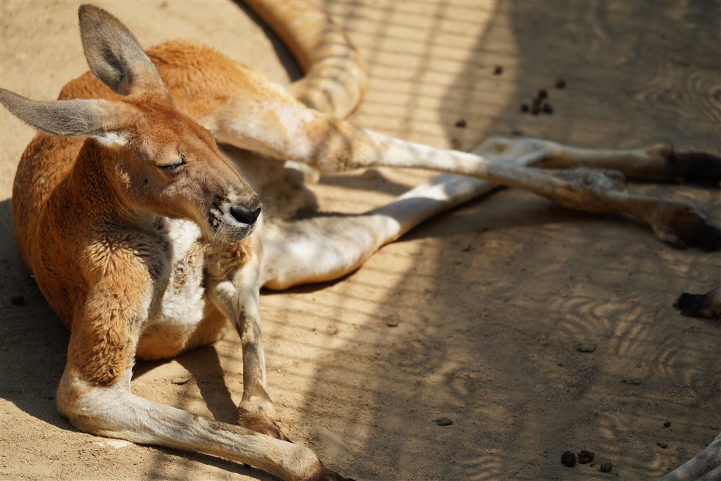 価格.com - 『動物瞳AFは非常にありがたい機能です』TAMRON 150-500mm F/5-6.7 Di III VC VXD ...