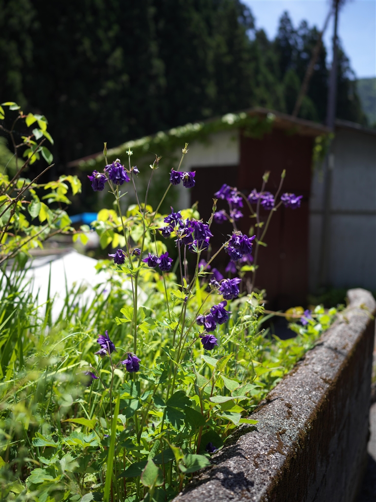 価格.com - ハッセルブラッド XCD 4/45P pyosidaさんのレビュー・評価投稿画像・写真「1本で7割ほどは、撮れてしまう感じです。」[694261]