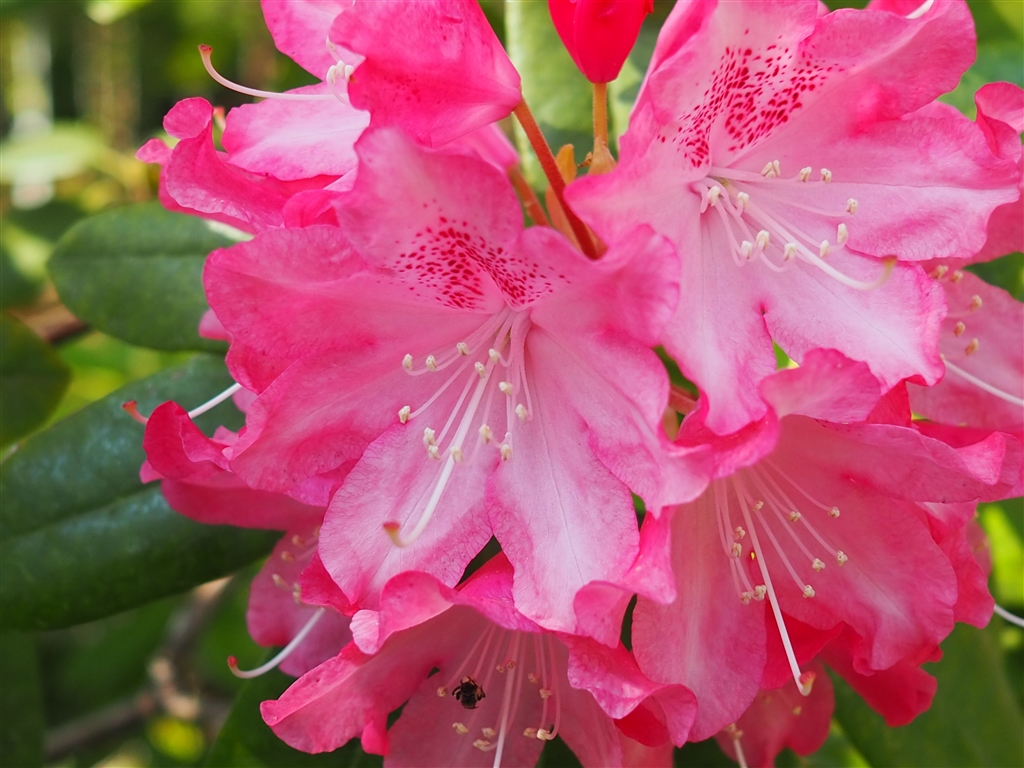 価格.com - 『カメラまかせ』オリンパス OM-D E-M10 Mark III ボディ [ブラック] ナパヴァレーさんのレビュー・評価 ...