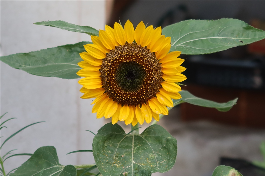 価格.com - CANON PowerShot G7 X Mark III [ブラック] たこQ2号さんのレビュー・評価投稿画像・写真「やり ...