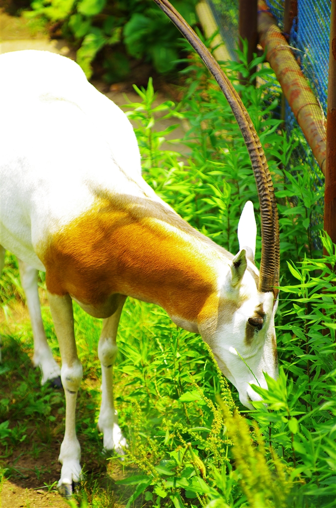 価格.com - ペンタックス smc PENTAX-DA★ 50-135mmF2.8ED[IF] SDM レプタイルズさんのレビュー・評価 ...