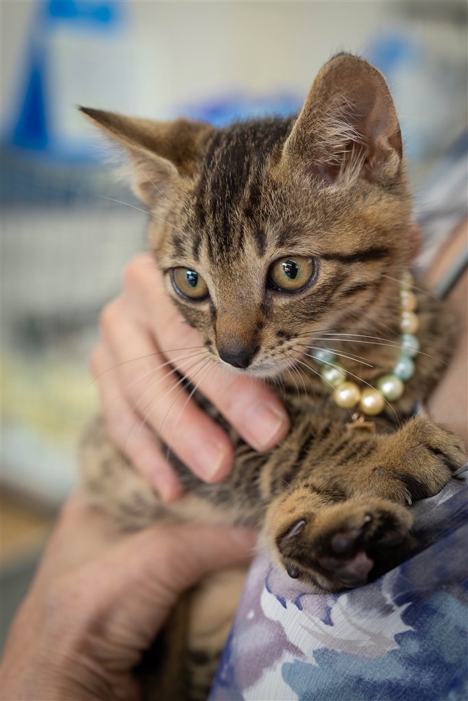 価格.com - 『SONY FE50mm F2.5G、瞳AF優秀、これのおかげで猫撮りが捗ります』SONY α7C ILCE-7C ボディ ...