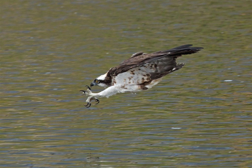 価格.com - CANON EOS R7 ボディ マクロ50さんのレビュー・評価投稿画像・写真「ツバメなど高速で飛ぶ鳥には不向き」[704637]