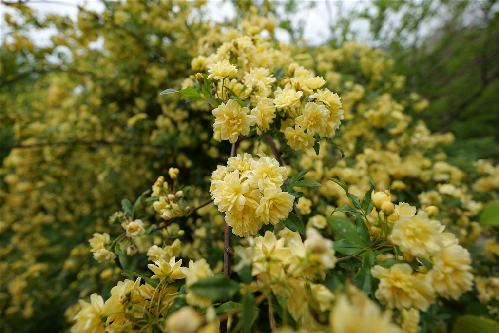 価格.com - 『広角端で最短撮影距離付近』パナソニック LUMIX S 14-28mm F4-5.6 MACRO S-R1428 ...