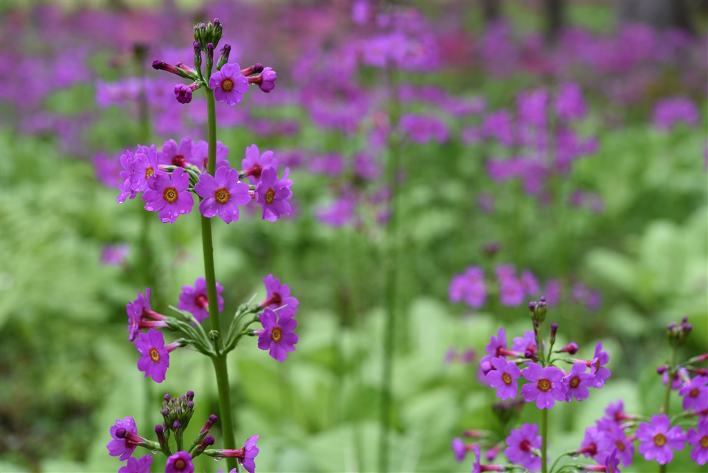 価格.com - 『九輪草』ニコン AF-S Micro NIKKOR 60mm f/2.8G ED R.F.さんのレビュー・評価投稿画像 ...