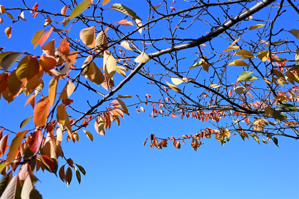 価格.com - ニコン NIKKOR Z 40mm f/2 (SE) rui20040805さんのレビュー・評価投稿画像・写真「Zfの相棒 ...