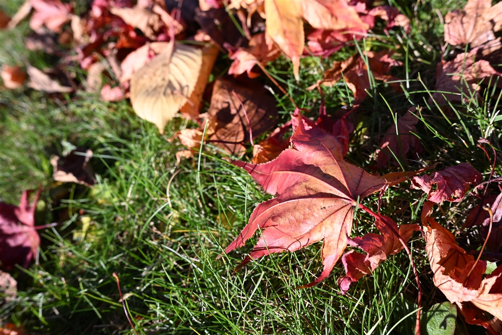 価格.com - ニコン NIKKOR Z 40mm f/2 (SE) rui20040805さんのレビュー・評価投稿画像・写真「Zfの相棒 ...