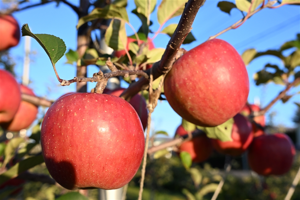 価格.com - ニコン NIKKOR Z 40mm f/2 (SE) rui20040805さんのレビュー・評価投稿画像・写真「Zfの相棒 ...