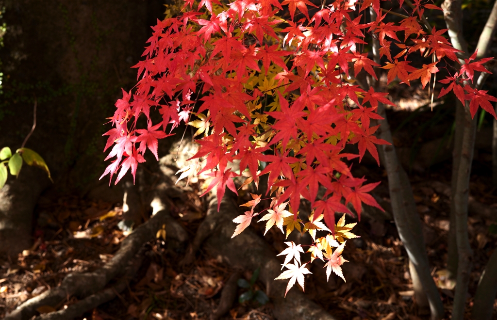 価格.com - ライカ ライカM11 ボディ [ブラックペイント] 酒と旅さんのレビュー・評価投稿画像・写真「孤高のカメラ」[723792]