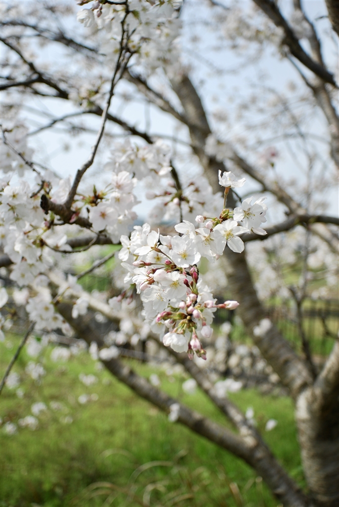 価格.com - ニコン D60 ボディ PENTAX FAさんのレビュー・評価投稿画像・写真「オールドレンズを楽しめるコンパクトなカメラ ...