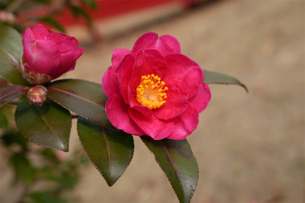 価格.com - TAMRON 17-70mm F/2.8 Di III-A VC RXD (Model B070) shivanoaiさんの ...