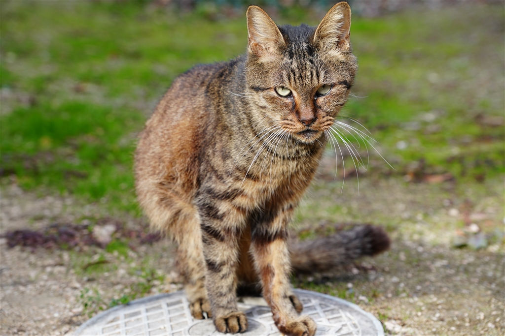 価格.com - TAMRON 17-70mm F/2.8 Di III-A VC RXD (Model B070) shivanoaiさんの ...