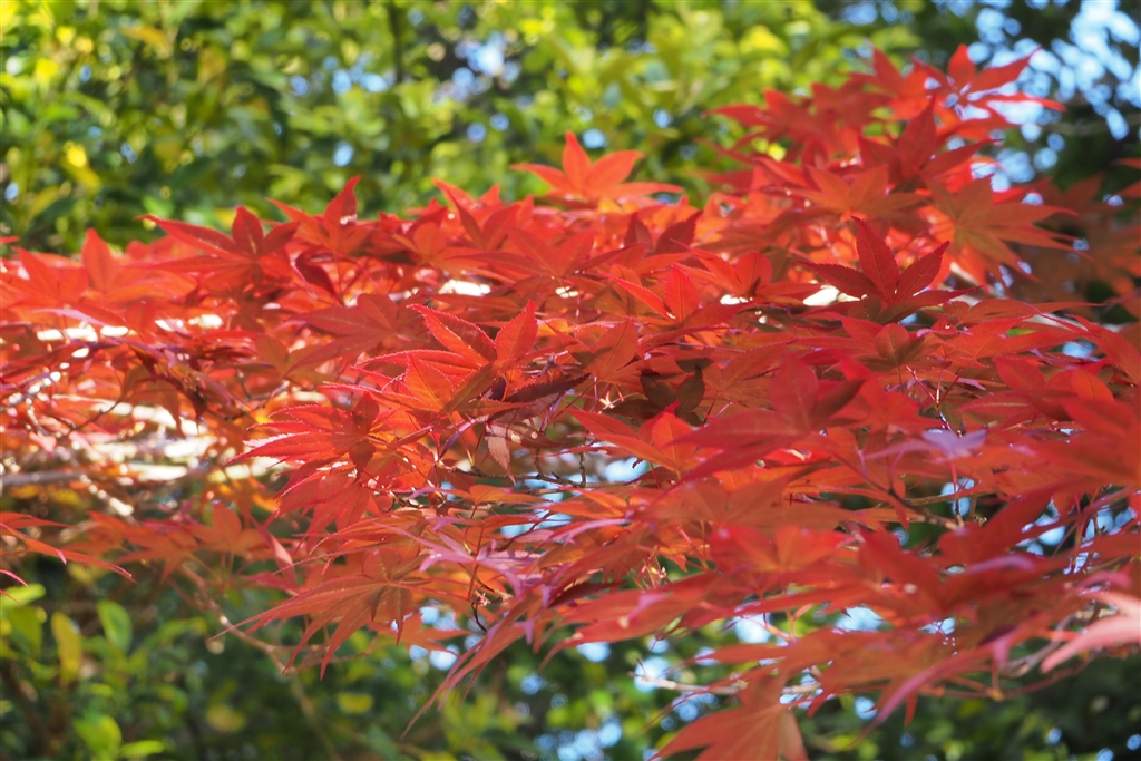 価格.com - 『色の出方も悪くはありません（ピクチャーモードはデフォルト設定）』オリンパス M.ZUIKO DIGITAL ED 14 ...