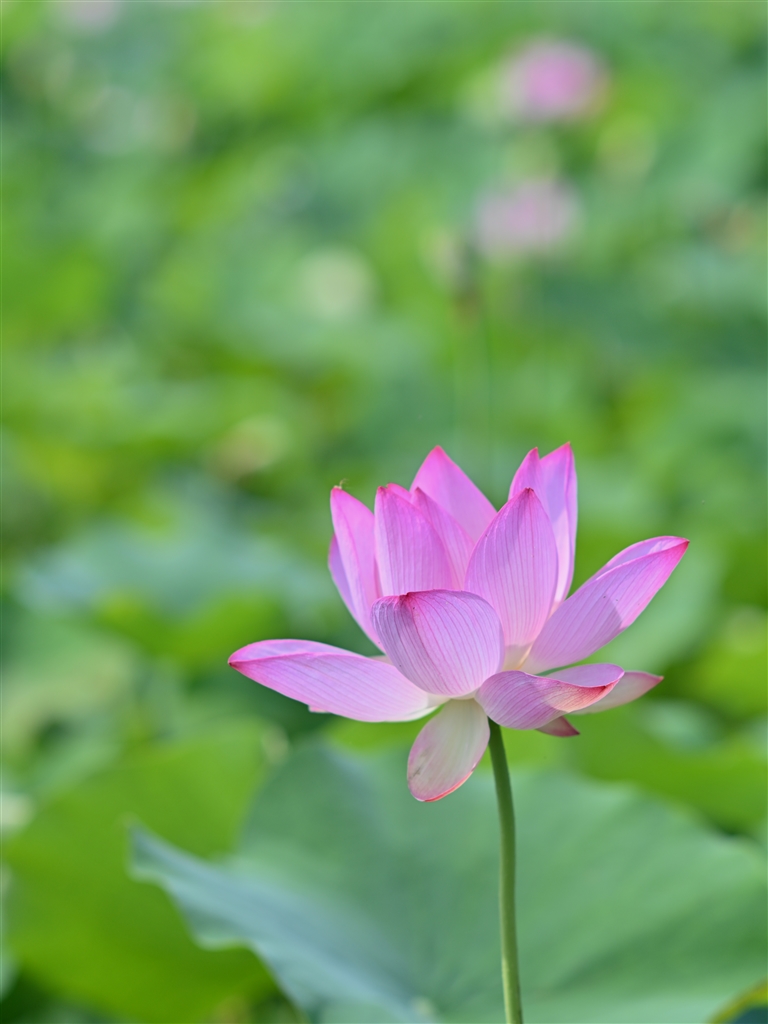 価格.com - 『F4』ニコン Ai AF DC-Nikkor 135mm f/2D you_naさんのレビュー・評価投稿画像・写真「ボケが ...