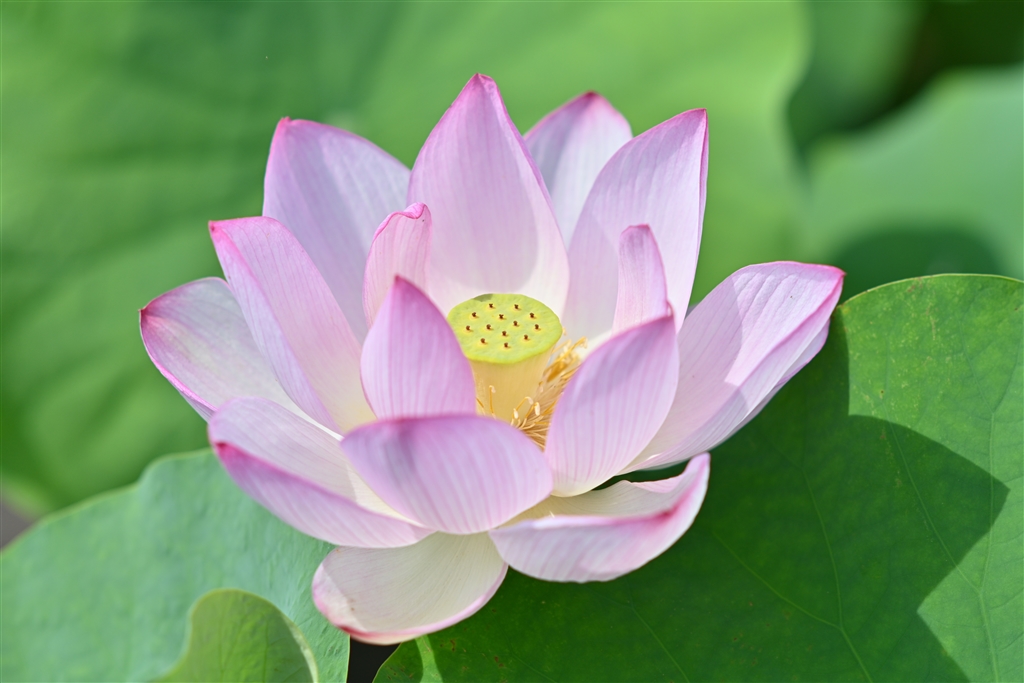 価格.com - 『F4』ニコン Ai AF DC-Nikkor 135mm f/2D you_naさんのレビュー・評価投稿画像・写真「ボケが ...