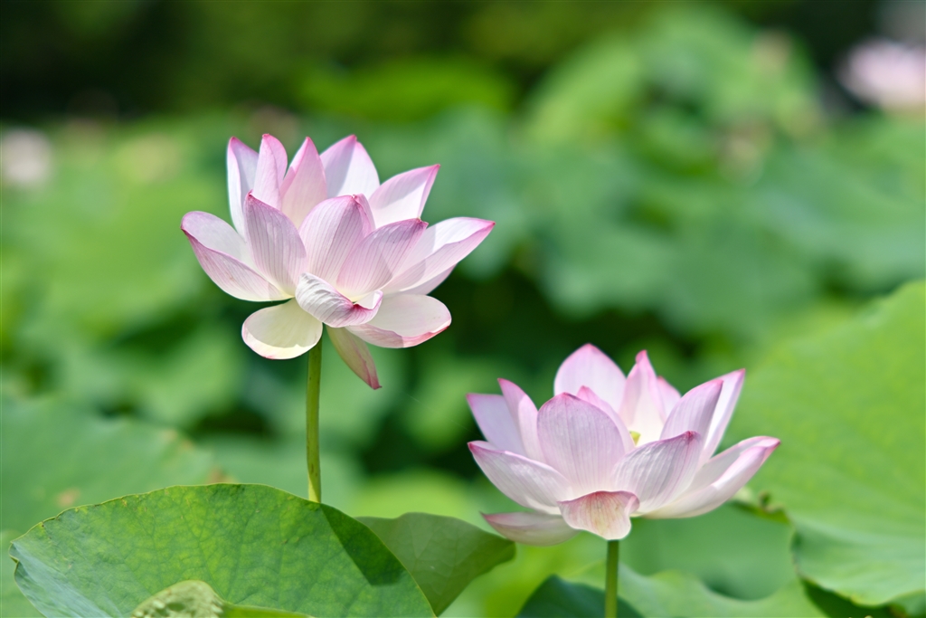 価格.com - 『F4（R5.6)』ニコン Ai AF DC-Nikkor 135mm f/2D you_naさんのレビュー・評価投稿画像 ...