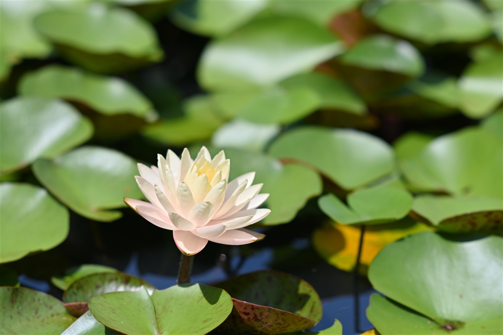 価格.com - 『F3.5（R5.6）』ニコン Ai AF DC-Nikkor 135mm f/2D you_naさんのレビュー・評価投稿 ...