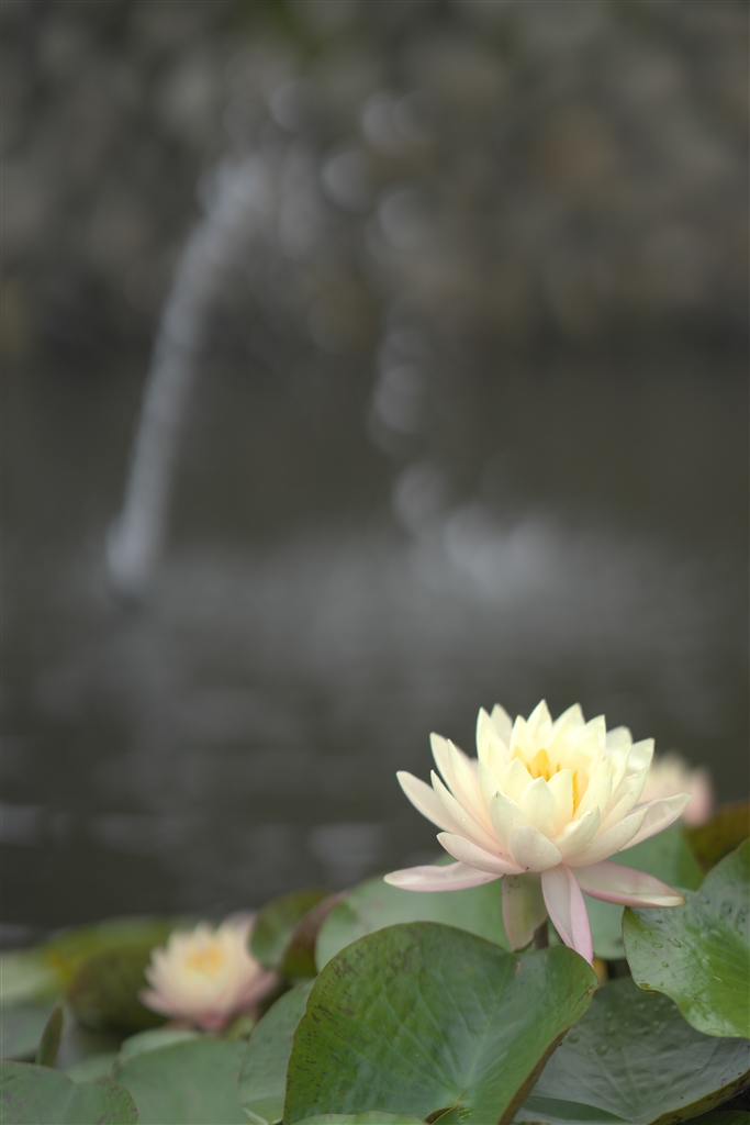 価格.com - 『F1.4』SONY FE 85mm F1.4 GM SEL85F14GM you_naさんのレビュー・評価投稿画像・写真 ...