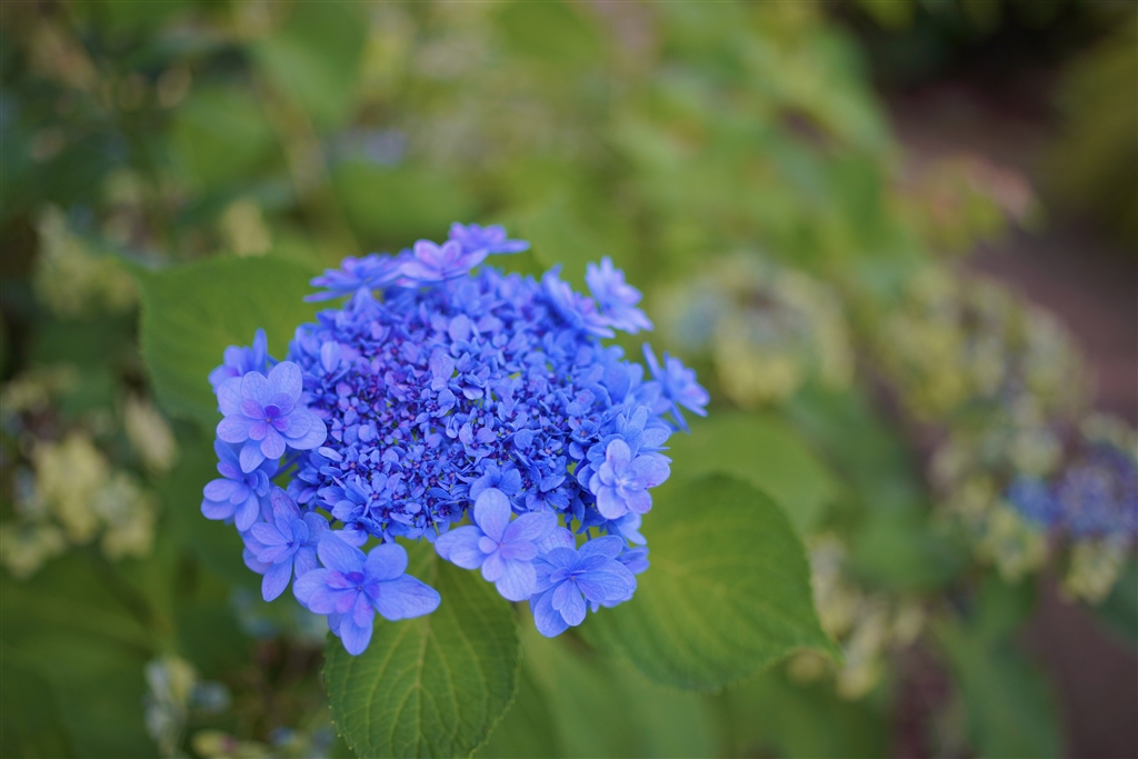 価格.com - 『F1.4解放。シャープかつ綺麗なボケ。』シグマ 23mm F1.4 DC DN [ソニーE用] KM-Photoさんの ...