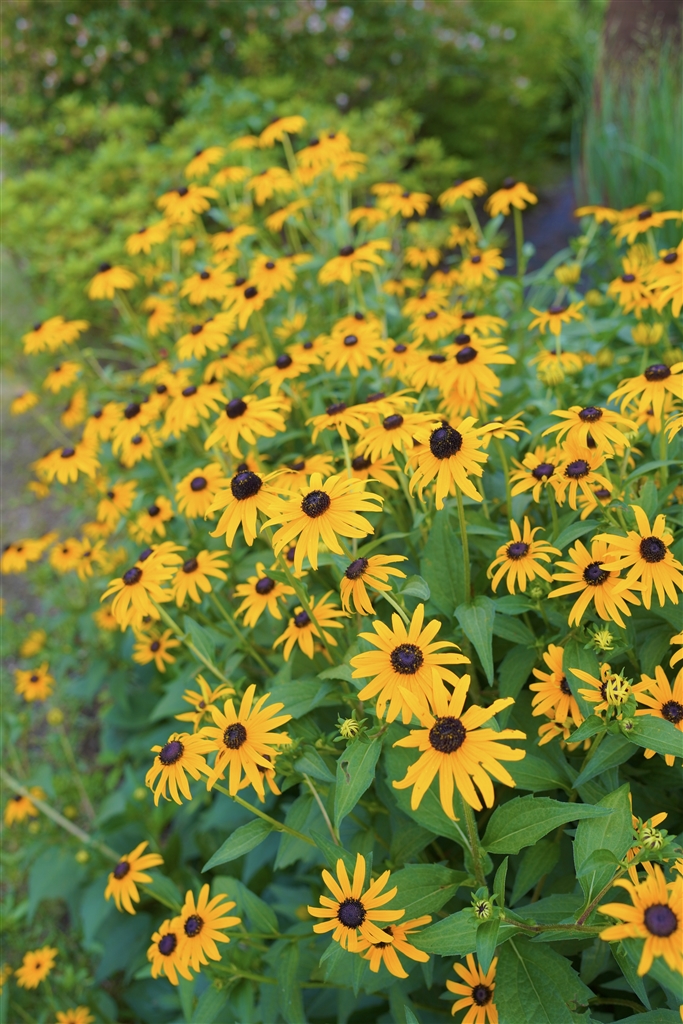 価格.com - 『F2.8。安定した描写。』シグマ 23mm F1.4 DC DN [ソニーE用] KM-Photoさんのレビュー・評価投稿 ...