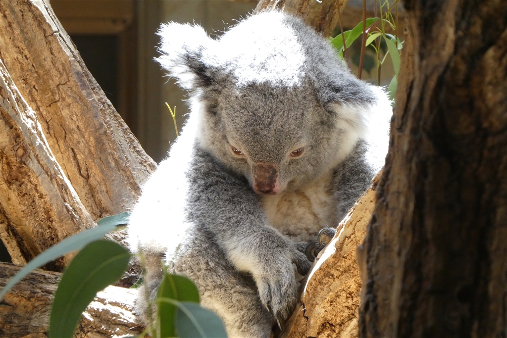 価格.com - 『東山動物園のコアラ』パナソニック LUMIX DC-FZ85D-K [ブラック] ゆーきアクさんのレビュー・評価投稿画像 ...