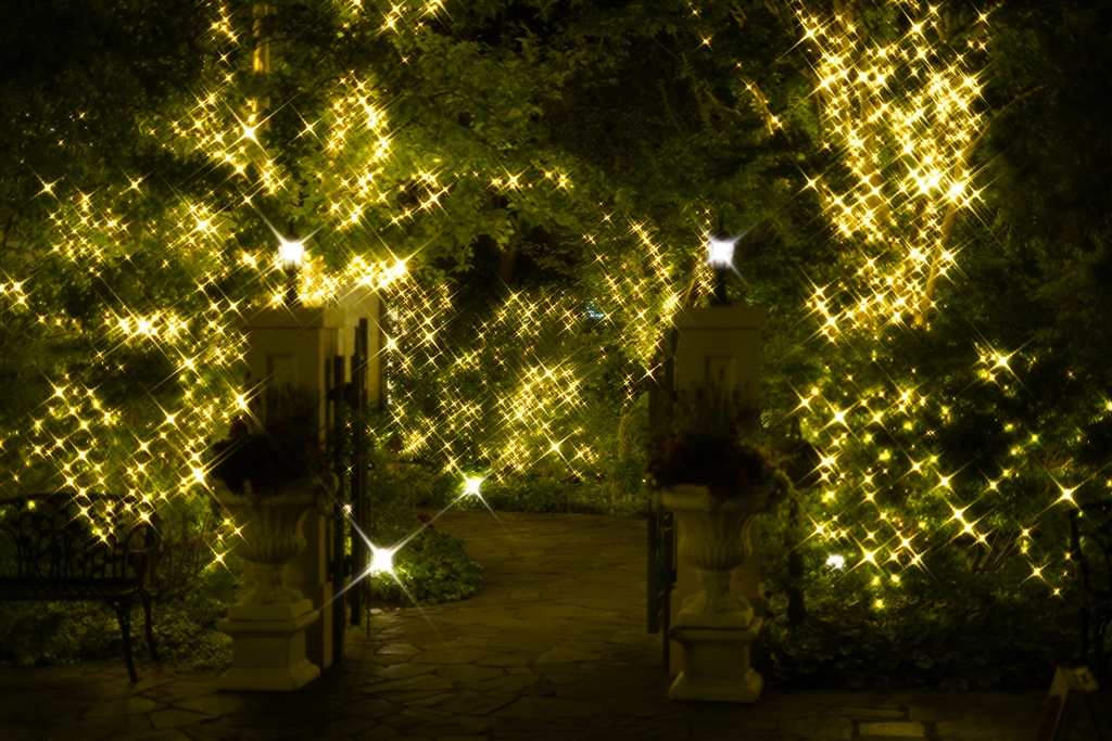 価格.com - 『PRO1D R-Twinkle Star (W) 使用』ケンコー PRO1D R-トゥインクル・スター(W) 49mm holorinさんのレビュー・評価投稿画像・写真 ...