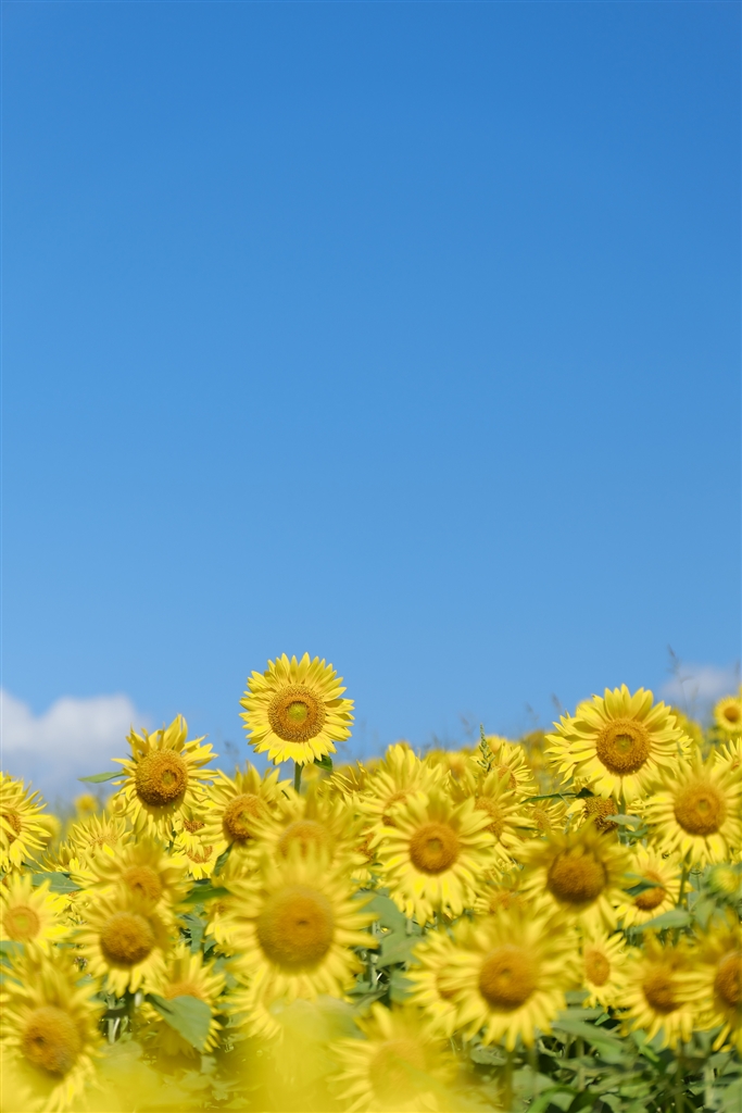 価格.com - 『望遠端の開放で』TAMRON 17-70mm F/2.8 Di III-A VC RXD (Model B070) [フジ ...