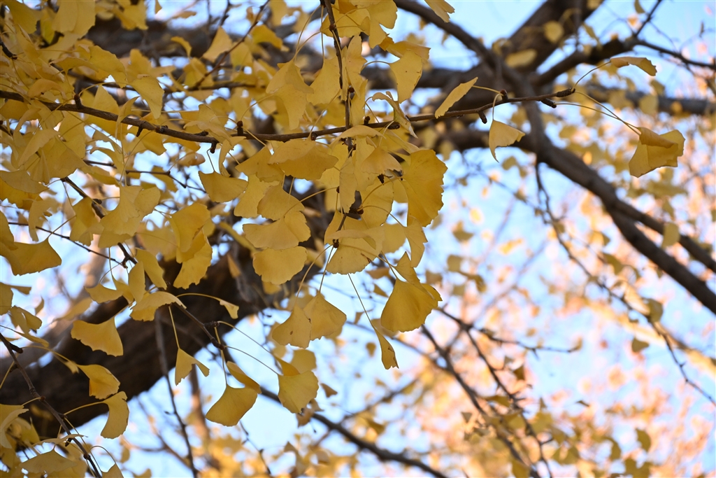 価格.com - ニコン Z50II ボディ copan_zeroさんのレビュー・評価投稿画像・写真「Z50からの買い替え」[768019]