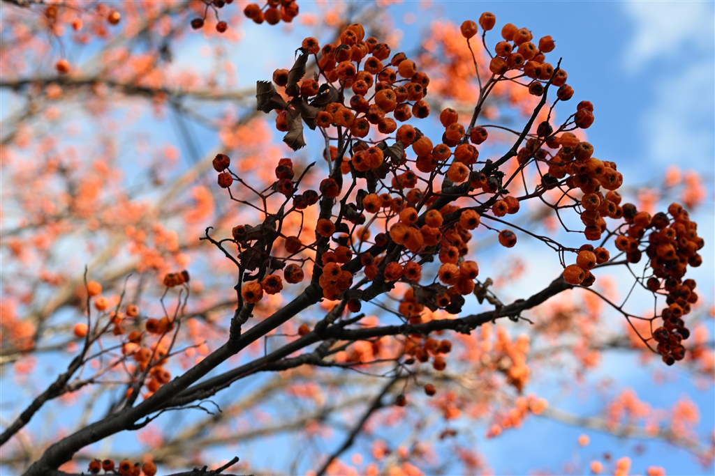 価格.com - 『散歩撮り4』ニコン Z50II ボディ カメラlife復帰さんのレビュー・評価投稿画像・写真「散歩の心強い友に任命します ...