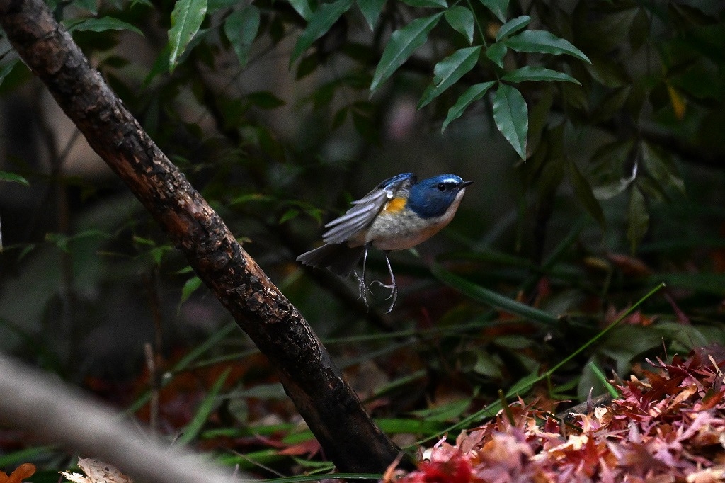 価格.com - ニコン Z50II ボディ 格さん。COMさんのレビュー・評価投稿画像・写真「今日は飛びものを少し (^-^;」[771436]