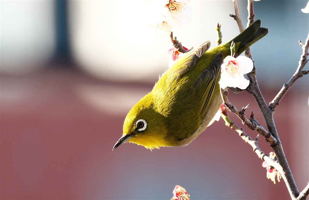 価格.com - 『28-400 400ミリ F8.0 1/125 ISO220』ニコン NIKKOR Z 28-400mm f/4-8 VR ...