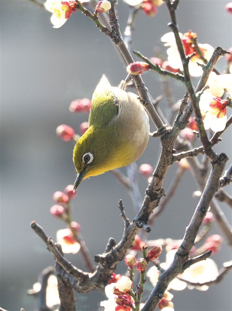 価格.com - ニコン NIKKOR Z 28-400mm f/4-8 VR ohanasiさんのレビュー・評価投稿画像・写真「ズームレンズ ...