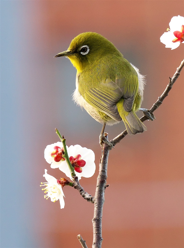 価格.com - ニコン NIKKOR Z 28-400mm f/4-8 VR ohanasiさんのレビュー・評価投稿画像・写真「ズームレンズ ...