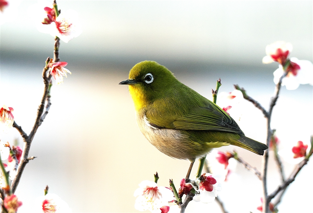 価格.com - ニコン NIKKOR Z 28-400mm f/4-8 VR ohanasiさんのレビュー・評価投稿画像・写真「ズームレンズ ...