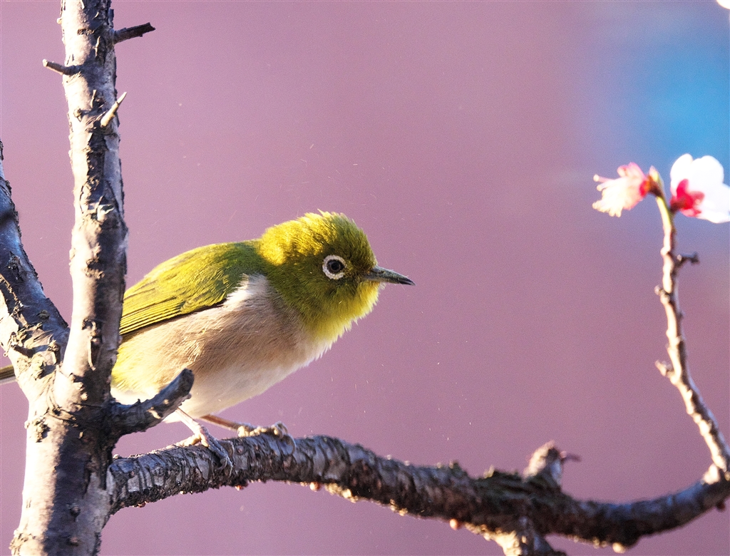 価格.com - ニコン NIKKOR Z 28-400mm f/4-8 VR ohanasiさんのレビュー・評価投稿画像・写真「ズームレンズ ...