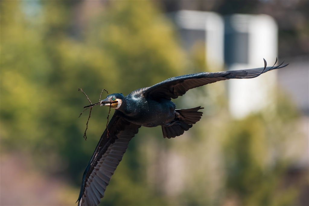 価格.com - SONY FE 400-800mm F6.3-8 G OSS SEL400800G kosuke_chiさんのレビュー・評価 ...