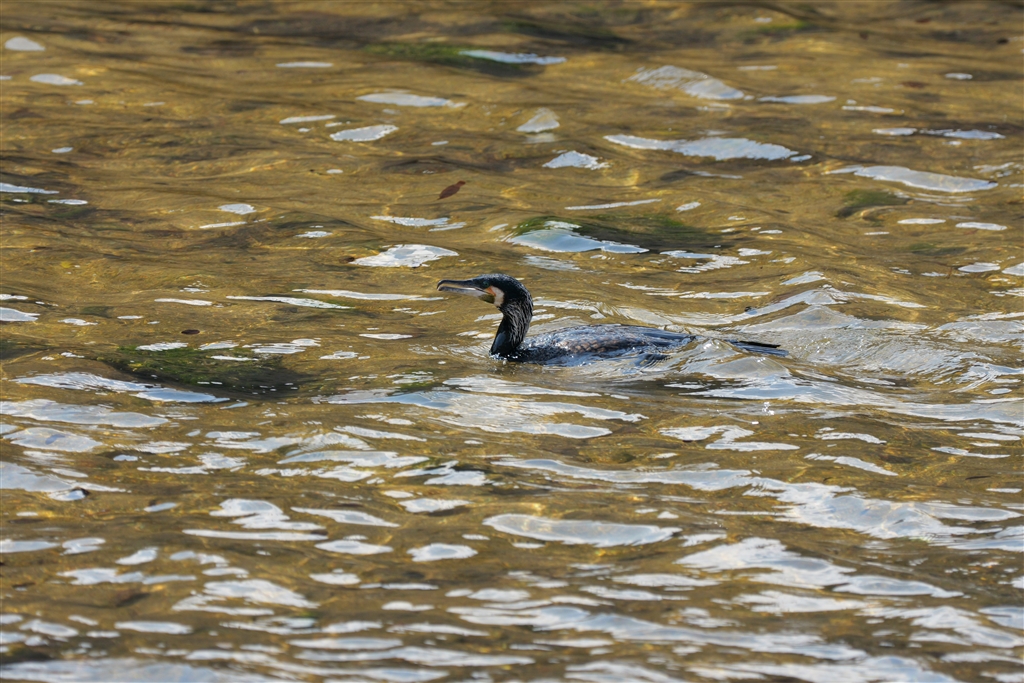 価格.com - 『ハイブリッドズーム使用』パナソニック LUMIX DC-S1RM2 ボディ kagura03374さんのレビュー・評価投稿 ...