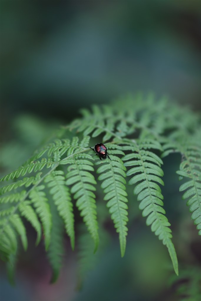 ファインダーに映る絵が とても綺麗です』 シグマ 50-100mm F1.8 ファインダーに映る絵が とても綺麗です』 シグマ 50-100mm F1.8