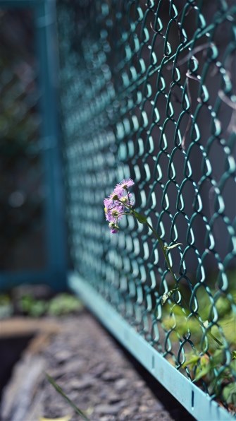 コシナ フォクトレンダー NOKTON 58mm F1.4 SL II S [シルバー コシナ フォクトレンダー NOKTON 58mm F1.4 SL II S [シルバー